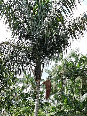 Oenocarpus bataua - Palmpedia - Palm Grower's Guide