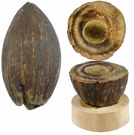 Attalea funifera - Palmpedia - Palm Grower's Guide