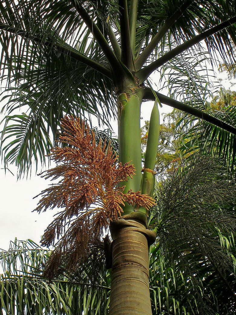 Roystonea borinquena - Palmpedia - Palm Grower's Guide