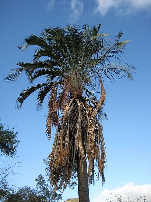 Ravenea xerophila - Palmpedia - Palm Grower's Guide