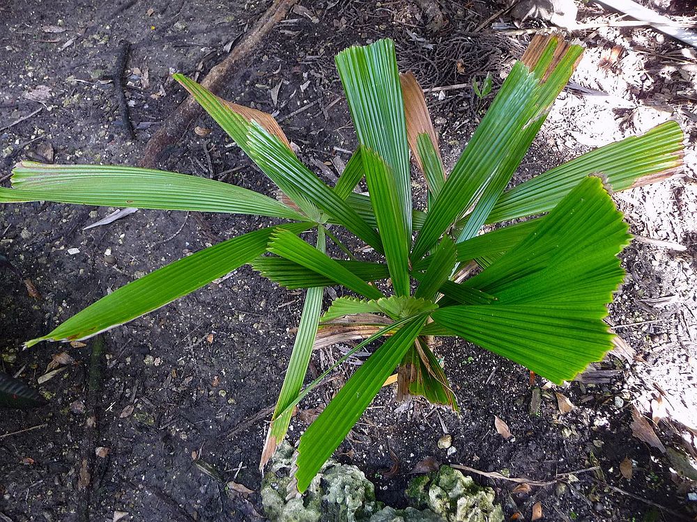 Licuala sp. 'brohinei' - Palmpedia - Palm Grower's Guide