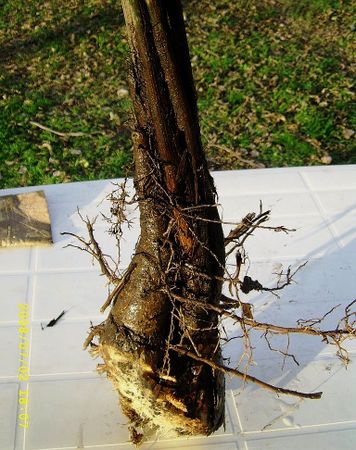 Acrocomia totai - Palmpedia - Palm Grower's Guide