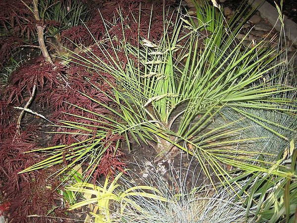 Butia archeri - Palmpedia - Palm Grower's Guide