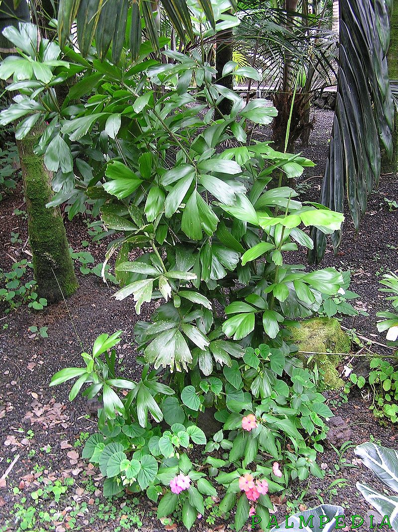 Calamus caryotoides - Palmpedia - Palm Grower's Guide