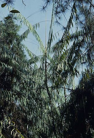 Calamus manan - Palmpedia - Palm Grower's Guide