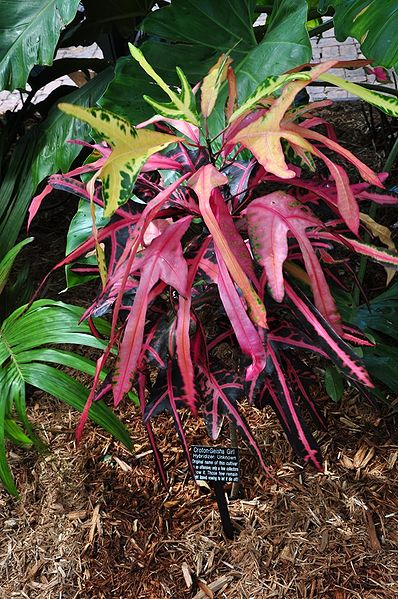 GEISHA GIRL - Palmpedia - Palm Grower's Guide