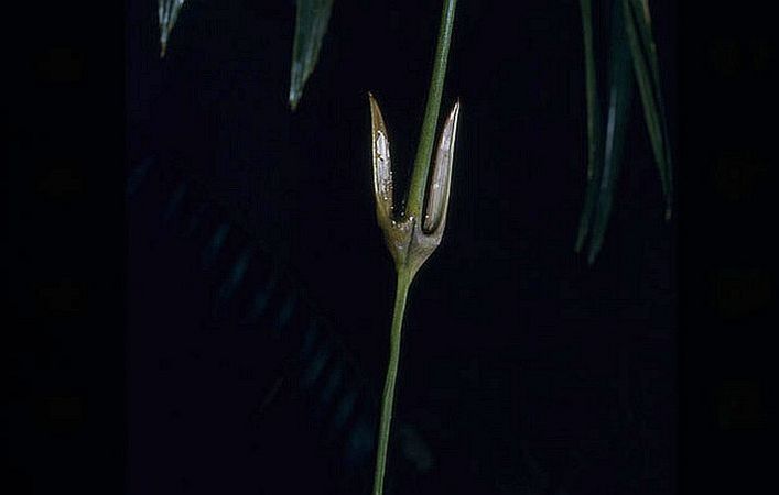 Laccosperma acutiflorum - Palmpedia - Palm Grower's Guide