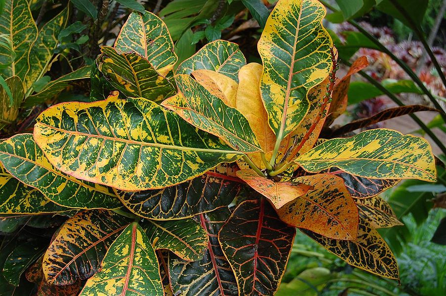 MACKENZIE - Palmpedia - Palm Grower's Guide