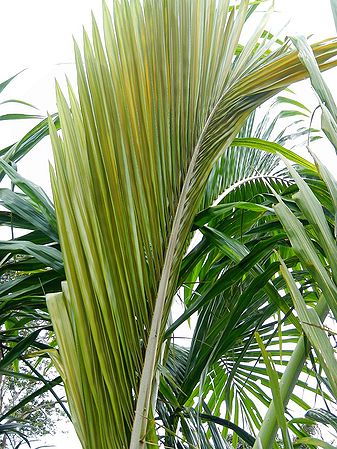 Metroxylon salomonense - Palmpedia - Palm Grower's Guide