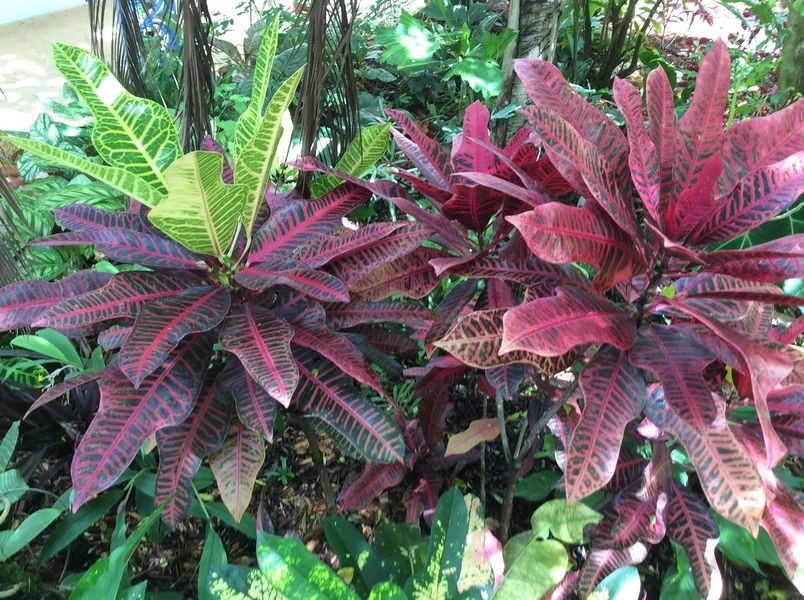 NERVIA - Palmpedia - Palm Grower's Guide