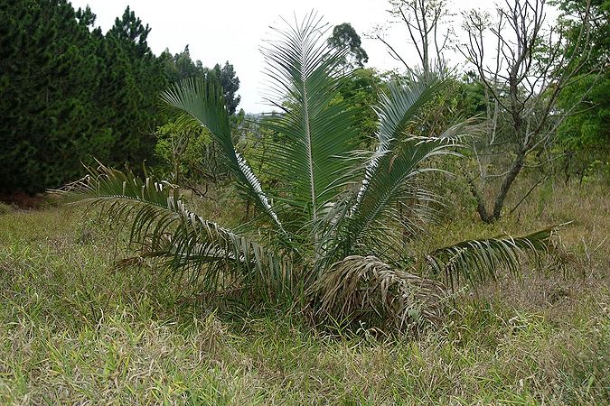 Attalea humilis - Palmpedia - Palm Grower's Guide