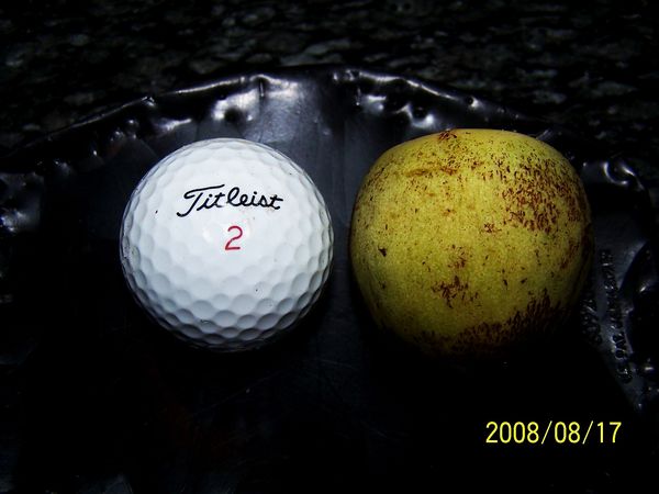 Syagrus pseudococos - Palmpedia - Palm Grower's Guide