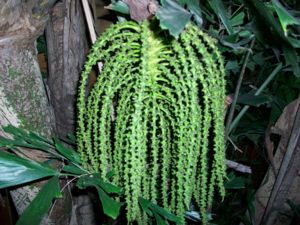 Rachis - Palmpedia - Palm Grower's Guide