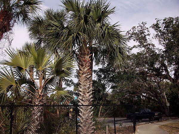 Sabal domingensis - Palmpedia - Palm Grower's Guide