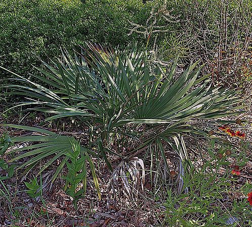 Sabal minor - Palmpedia - Palm Grower's Guide