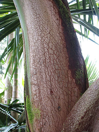 Cyphophoenix alba - Palmpedia - Palm Grower's Guide