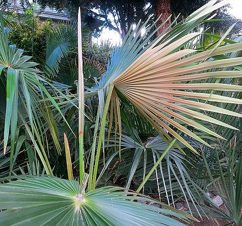 Livistona fulva - Palmpedia - Palm Grower's Guide