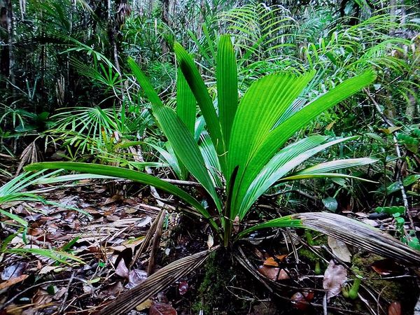 Areca caliso - Palmpedia - Palm Grower's Guide