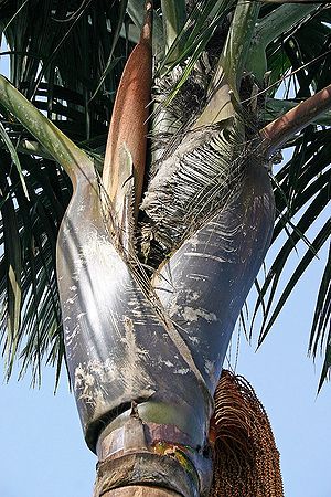 Oenocarpus bacaba - Palmpedia - Palm Grower's Guide