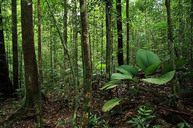 Licuala orbicularis - Palmpedia - Palm Grower's Guide