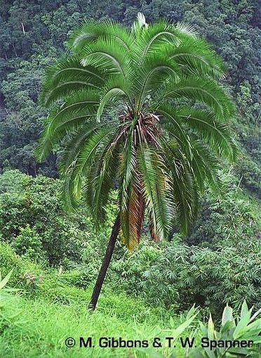 Phoenix rupicola - Palmpedia - Palm Grower's Guide