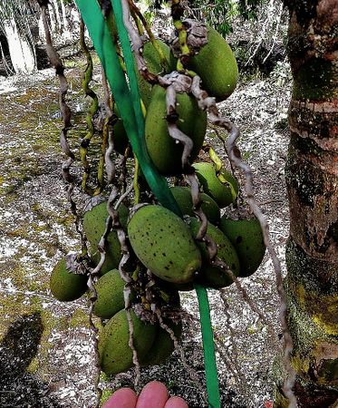 Syagrus smithii - Palmpedia - Palm Grower's Guide