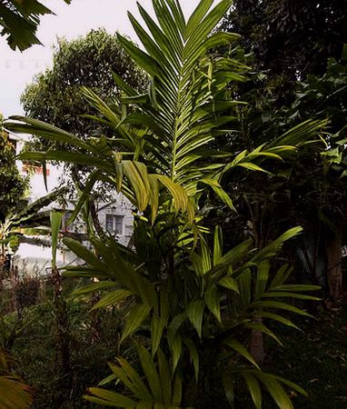 Areca triandra - Palmpedia - Palm Grower's Guide