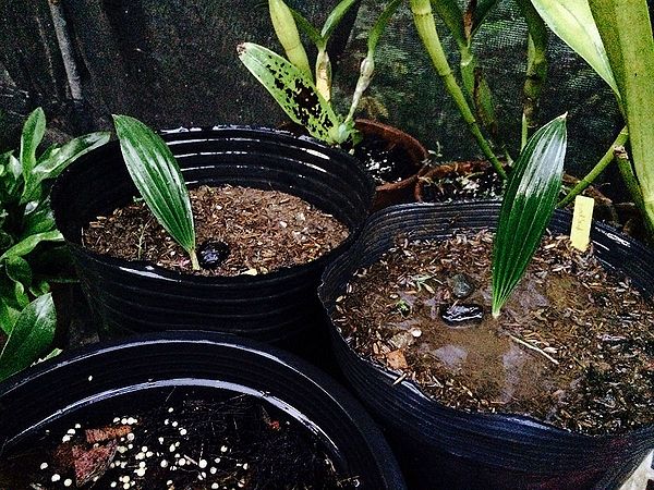 Sabinaria magnifica - Palmpedia - Palm Grower's Guide