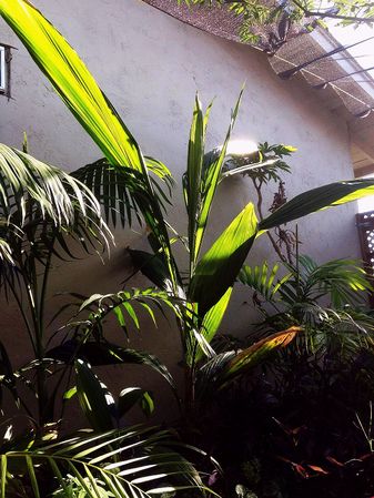Syagrus pseudococos - Palmpedia - Palm Grower's Guide