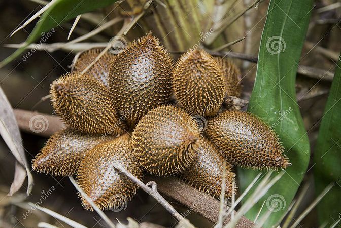 Salacca wallichiana - Palmpedia - Palm Grower's Guide