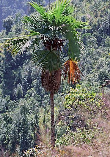 Trachycarpus latisectus - Palmpedia - Palm Grower's Guide