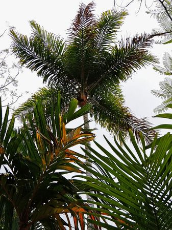 Syagrus pseudococos - Palmpedia - Palm Grower's Guide
