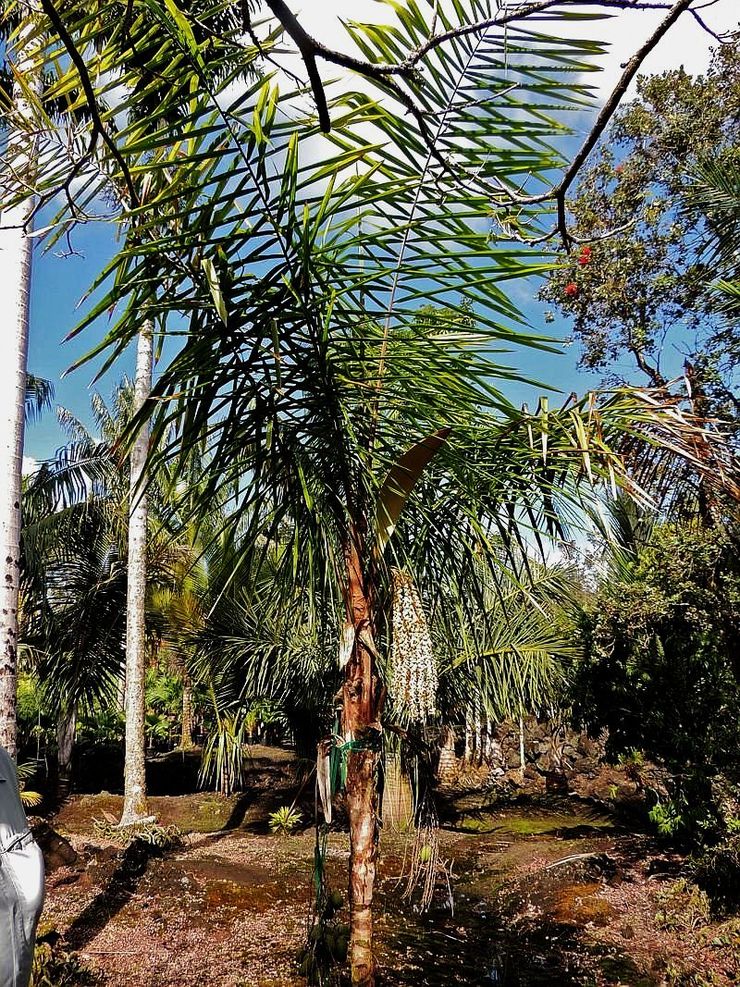 Syagrus smithii - Palmpedia - Palm Grower's Guide