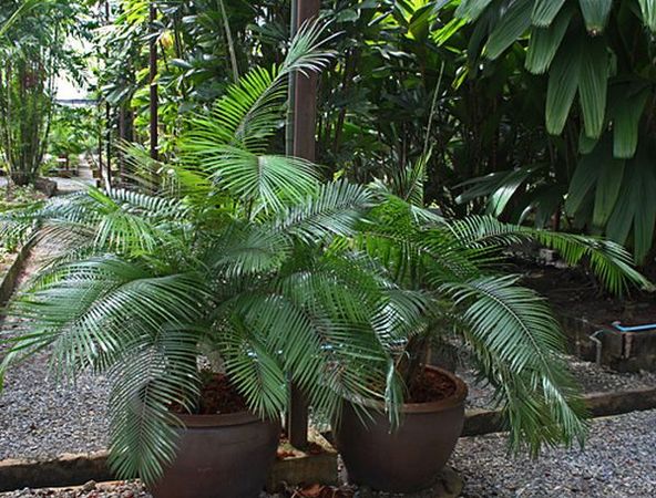 Calamus balingensis - Palmpedia - Palm Grower's Guide