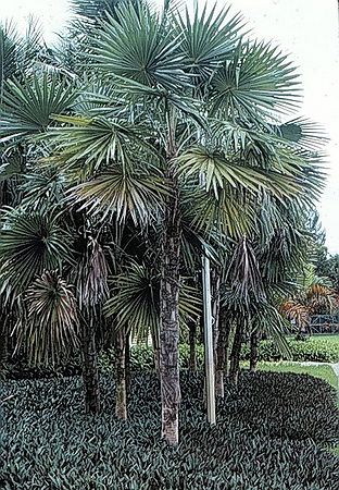Coccothrinax - Alchetron, The Free Social Encyclopedia