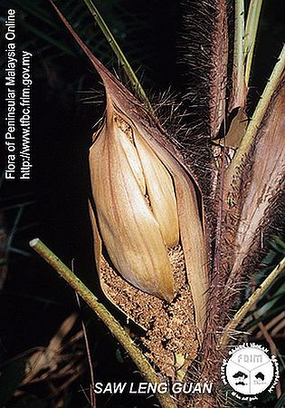 Daemonorops sepal - Palmpedia - Palm Grower's Guide