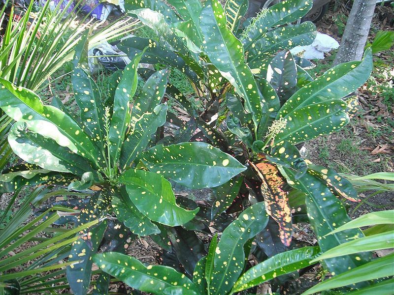 LEOPARDIA - Palmpedia - Palm Grower's Guide