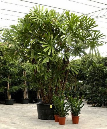 Licuala spinosa - Alchetron, The Free Social Encyclopedia