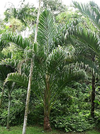 Metroxylon warburgii - Palmpedia - Palm Grower's Guide