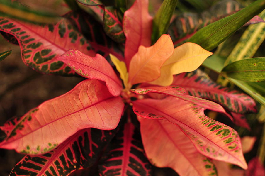 NERVIA - Palmpedia - Palm Grower's Guide