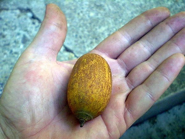 Attalea rostrata - Palmpedia - Palm Grower's Guide