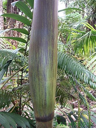 Pinanga insignis - Palmpedia - Palm Grower's Guide