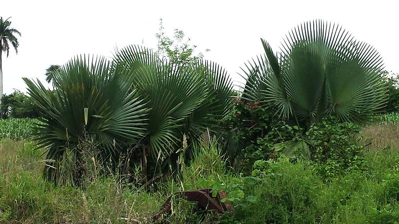 Copernicia fallaensis - Palmpedia - Palm Grower's Guide