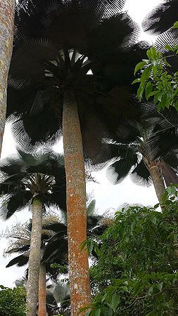 Copernicia fallaensis - Palmpedia - Palm Grower's Guide