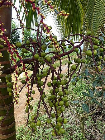 Loxococcus rupicola - Palmpedia - Palm Grower's Guide