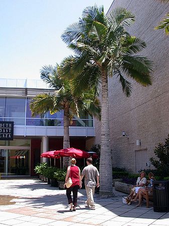 Ravenea rivularis - Palmpedia - Palm Grower's Guide