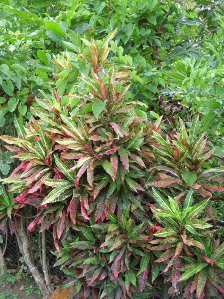 VEITCHII - Palmpedia - Palm Grower's Guide