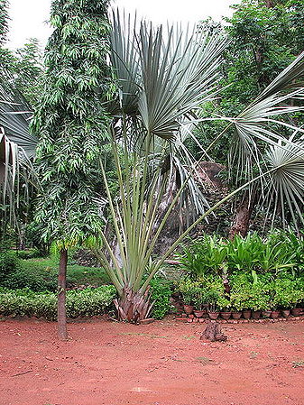 Corypha utan - Palmpedia - Palm Grower's Guide