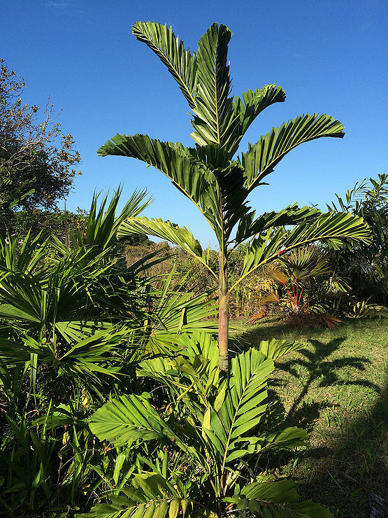 Ptychosperma schefferi - Palmpedia - Palm Grower's Guide