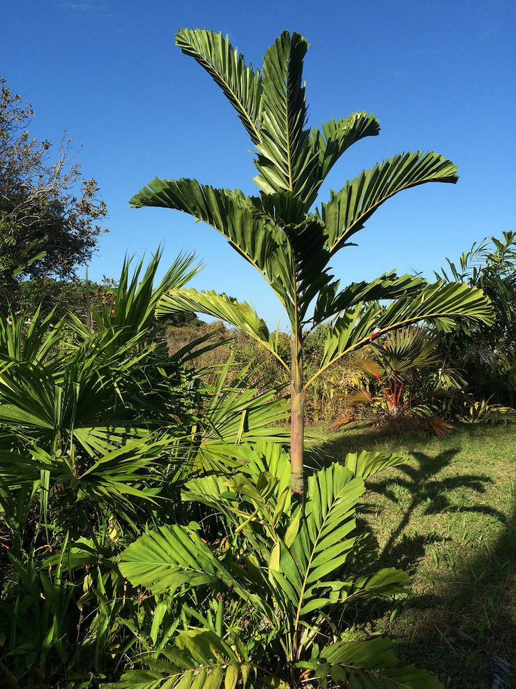 Ptychosperma schefferi - Palmpedia - Palm Grower's Guide